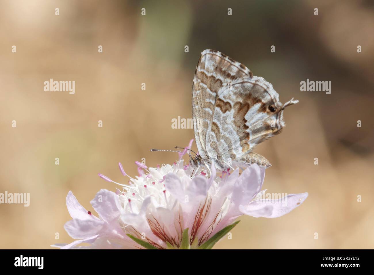 Cacyreus marshalli, known as the Geranium bronze butterfly Stock Photo ...