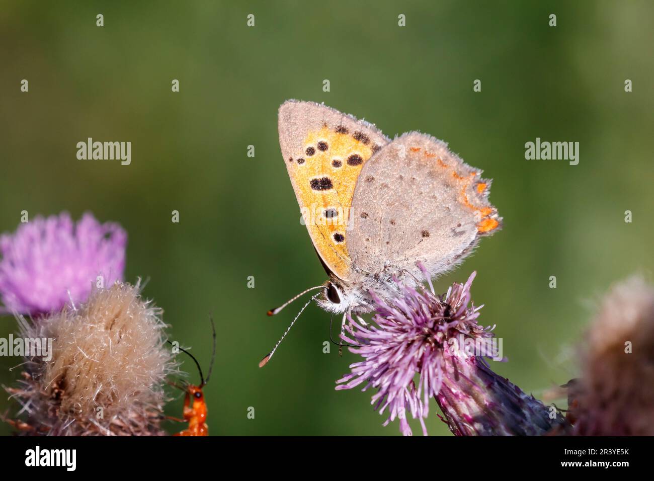 Lycaena phlaeas, known as Small copper, Common copper, American copper ...