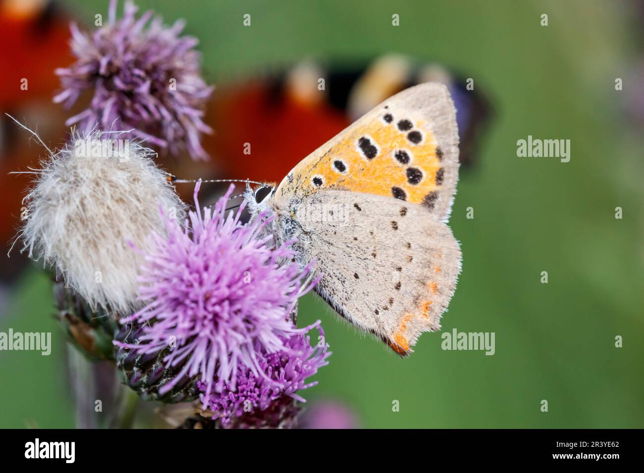 Lycaena phlaeas, known as Small copper, Common copper, American copper ...