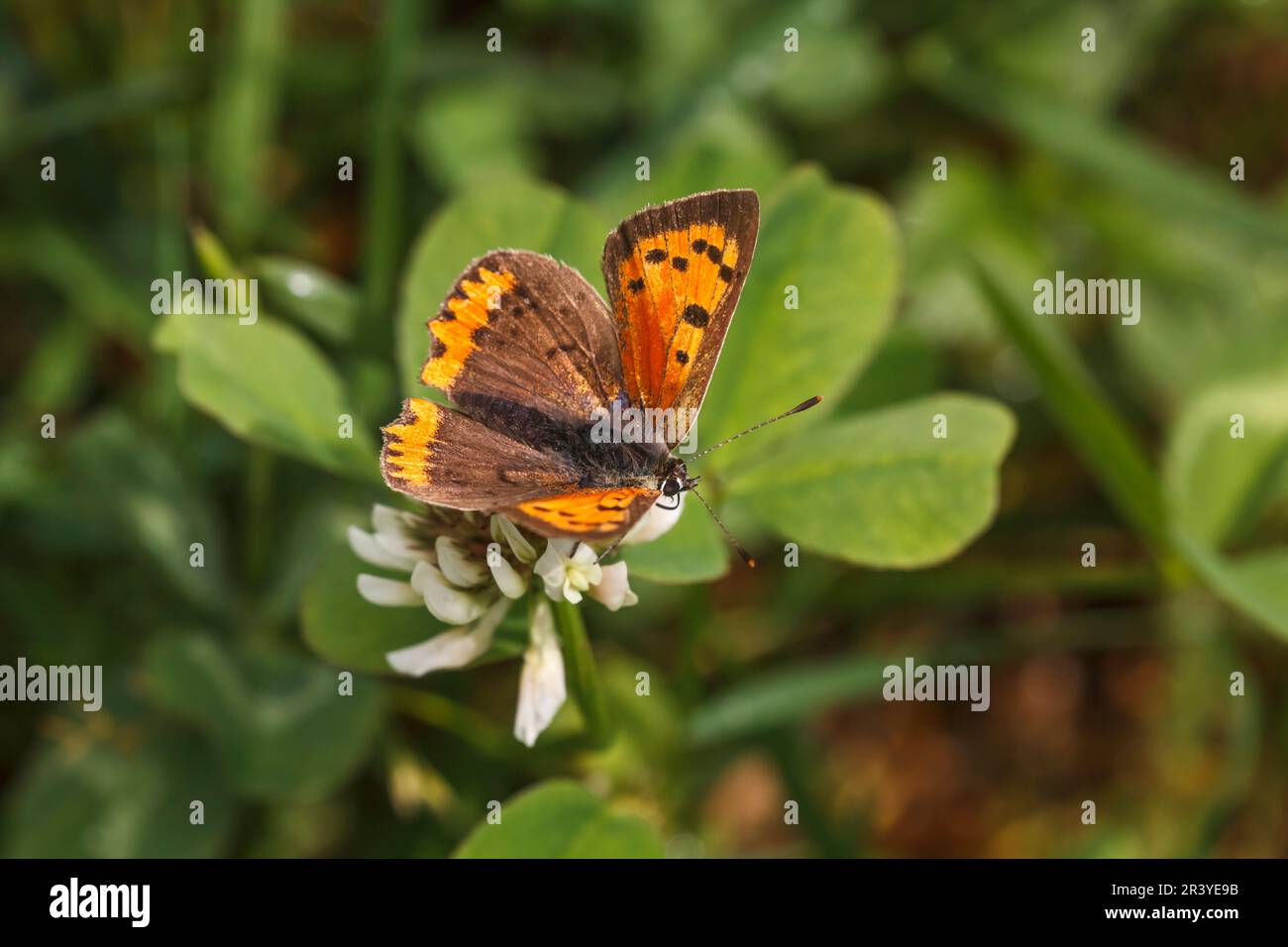 Lycaena phlaeas, known as Small copper, Common copper, American copper ...