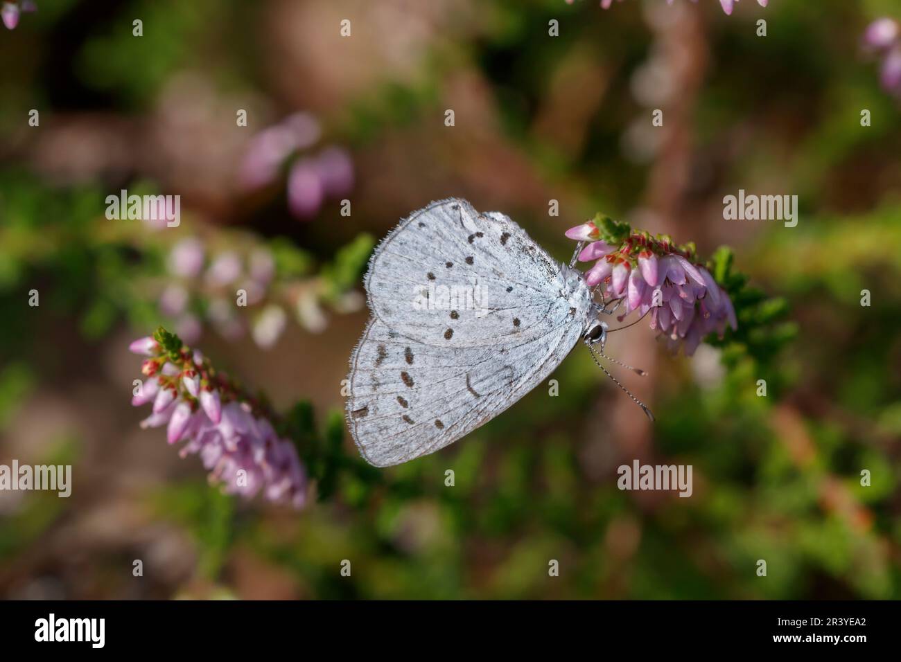 Celastrina argiolus, known as Holly blue, Holly blue butterfly, Hill ...