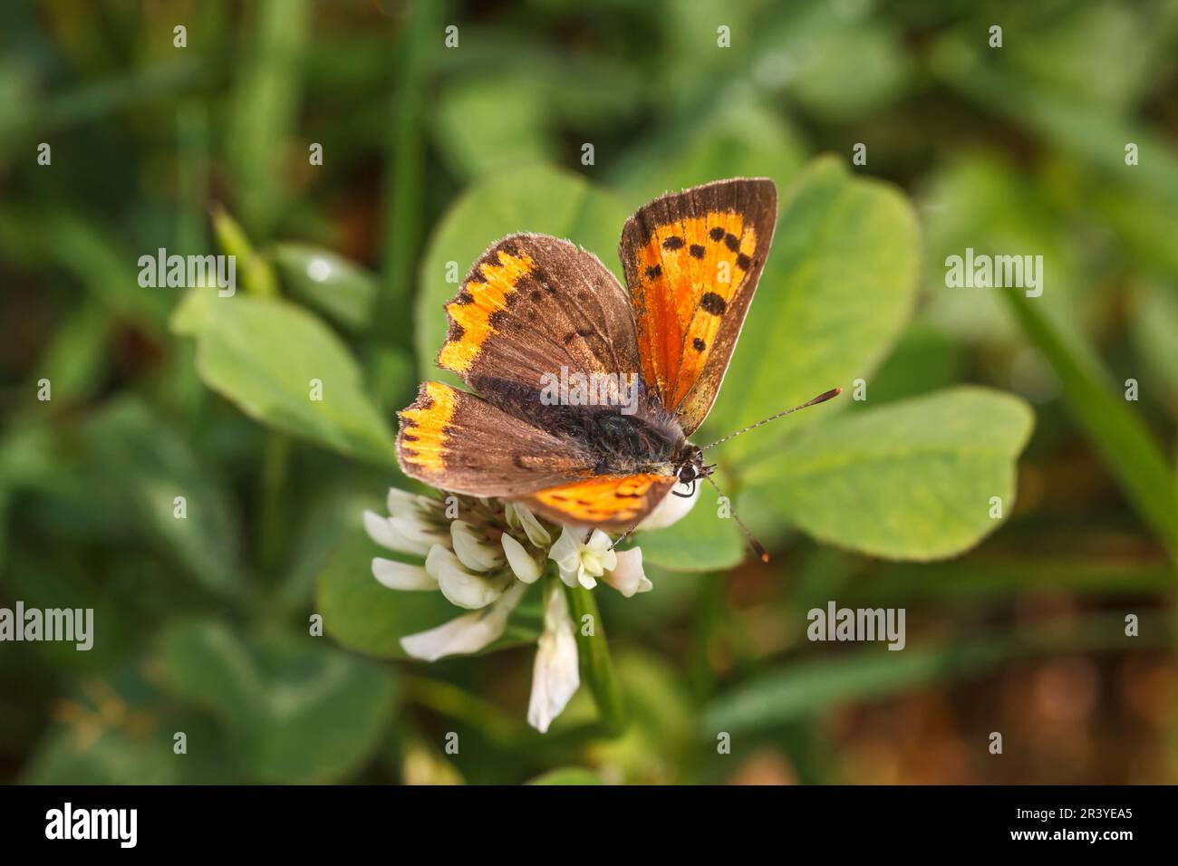 Lycaena phlaeas, known as Small copper, Common copper, American copper ...