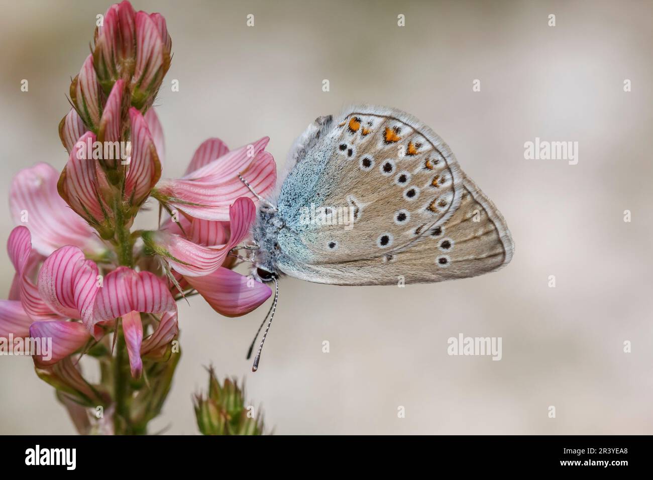 Polyommatus amandus, known as Amanda's blue, Turquoise blue, Amanda's ...