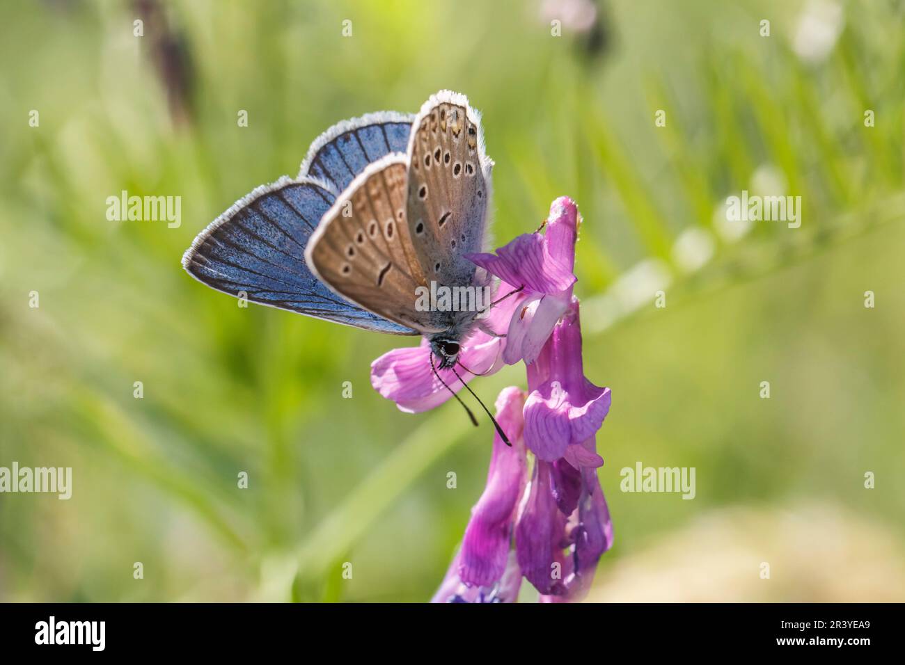 Polyommatus amandus (male), known as Amanda's blue, Turquoise blue ...