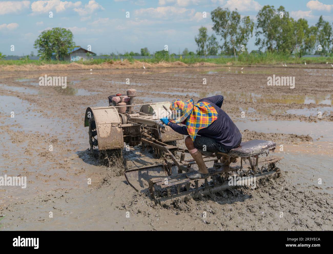 Tractor plowing in the rice field for planting rice. Farmer working ...