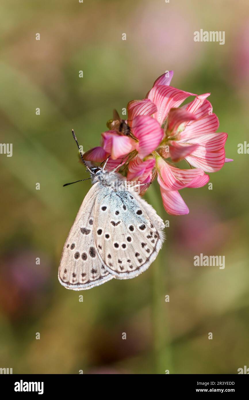 Phengaris arion (syn. Maculinea arion), known as the Large blue ...