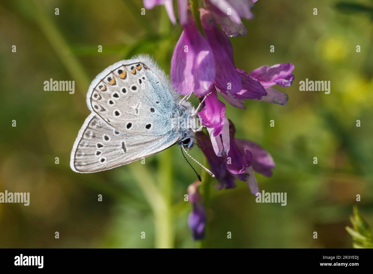 Polyommatus amandus, known as Amanda's blue, Turquoise blue, Amanda's ...