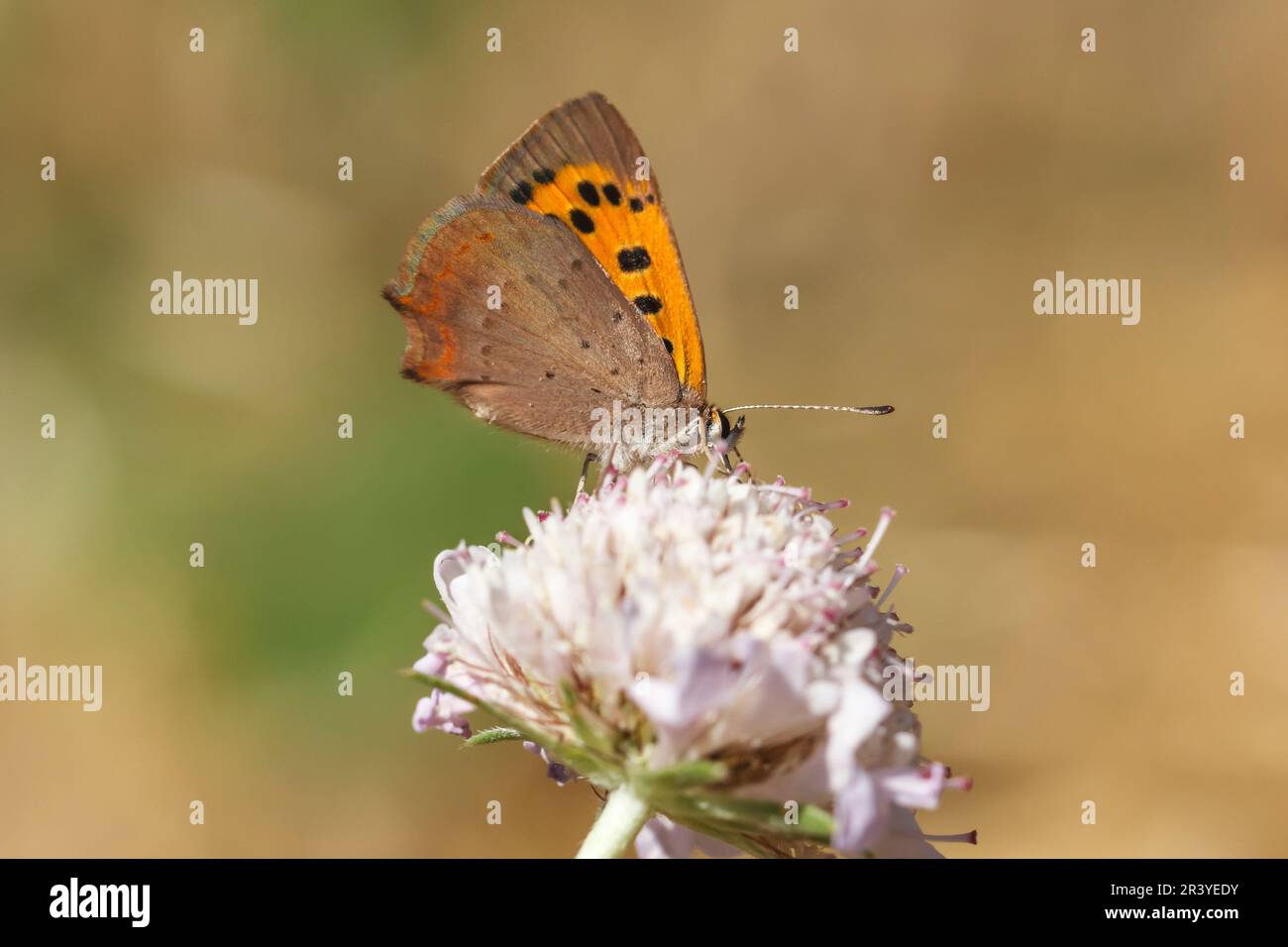 Lycaena phlaeas, known as Small copper, Common copper, American copper ...