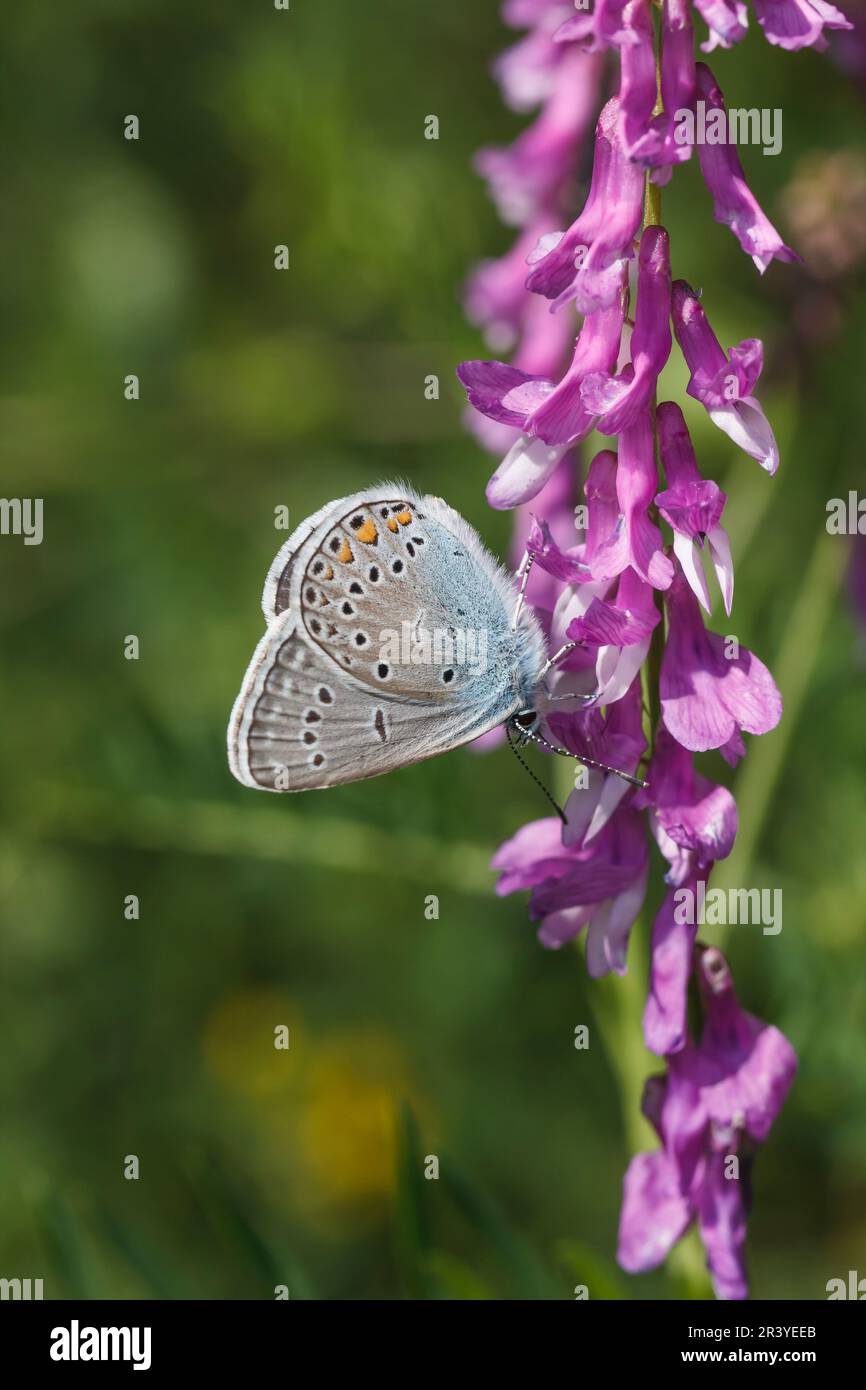 Polyommatus amandus, known as Amanda's blue, Turquoise blue, Amanda's ...