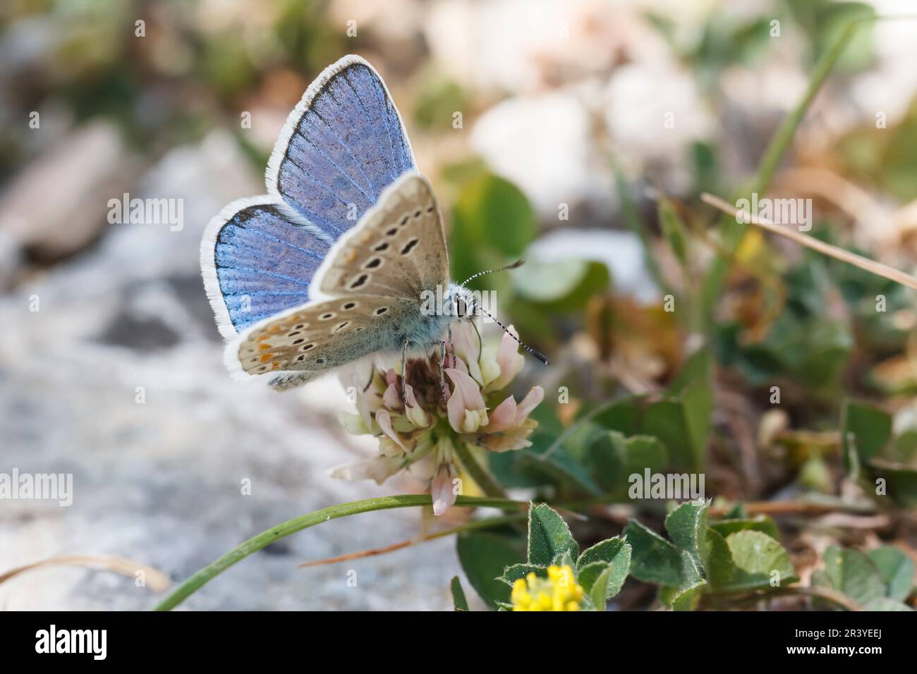 Polyommatus dorylas (male), known as Turquoise blue butterfly Stock ...