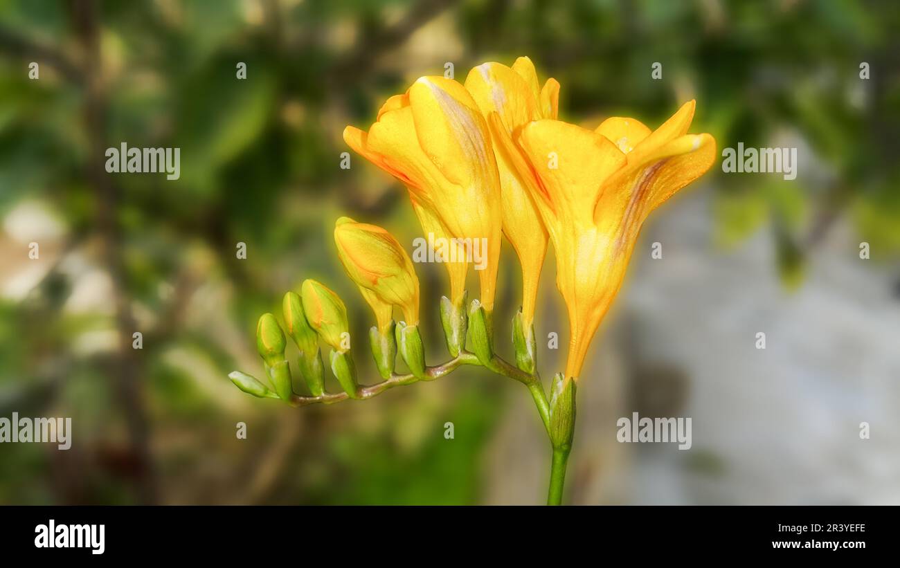 Closeup of freesia flowers and buds isolated on blur background ...