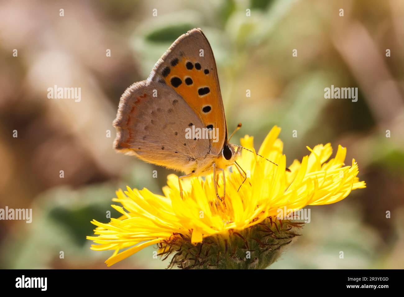 Lycaena phlaeas, known as Small copper, Common copper, American copper ...