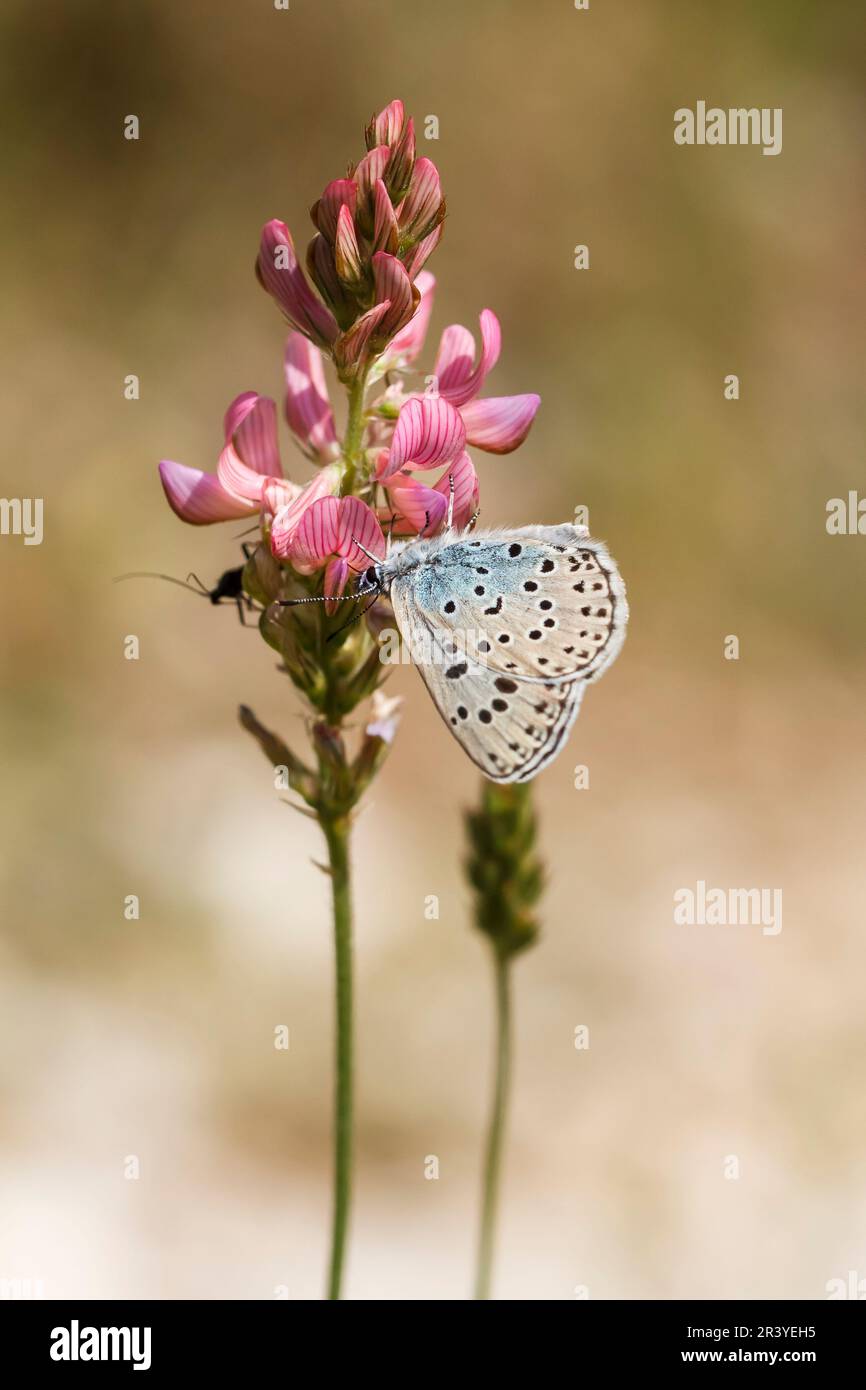 Phengaris arion (syn. Maculinea arion), known as the Large blue ...