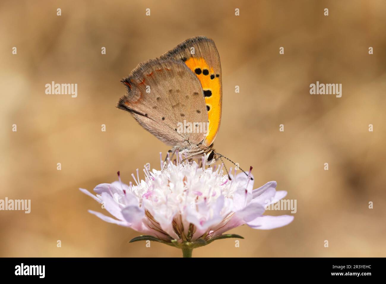 Lycaena phlaeas, known as Small copper, Common copper, American copper ...