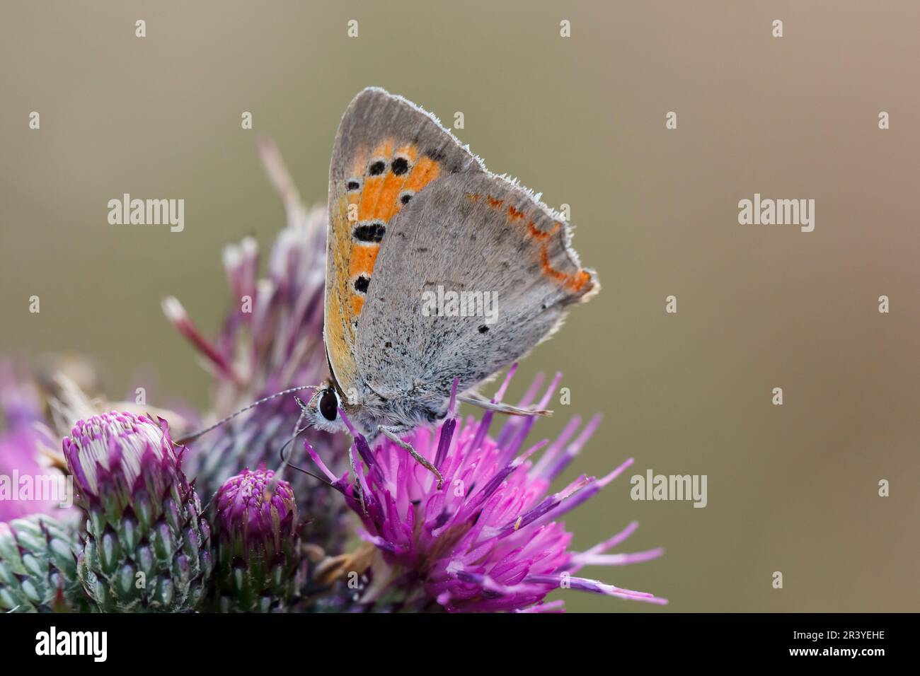 Lycaena phlaeas, known as Small copper, Common copper, American copper ...