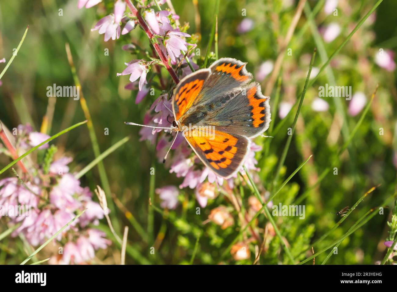Lycaena phlaeas, known as Small copper, Common copper, American copper ...