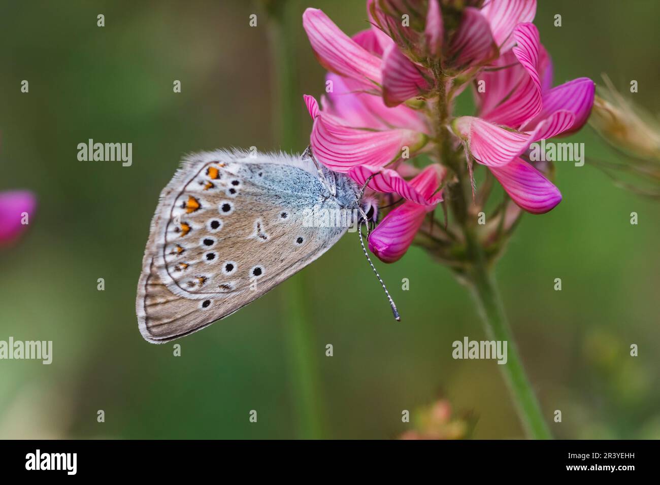 Polyommatus amandus, known as Amanda's blue, Turquoise blue, Amanda's ...
