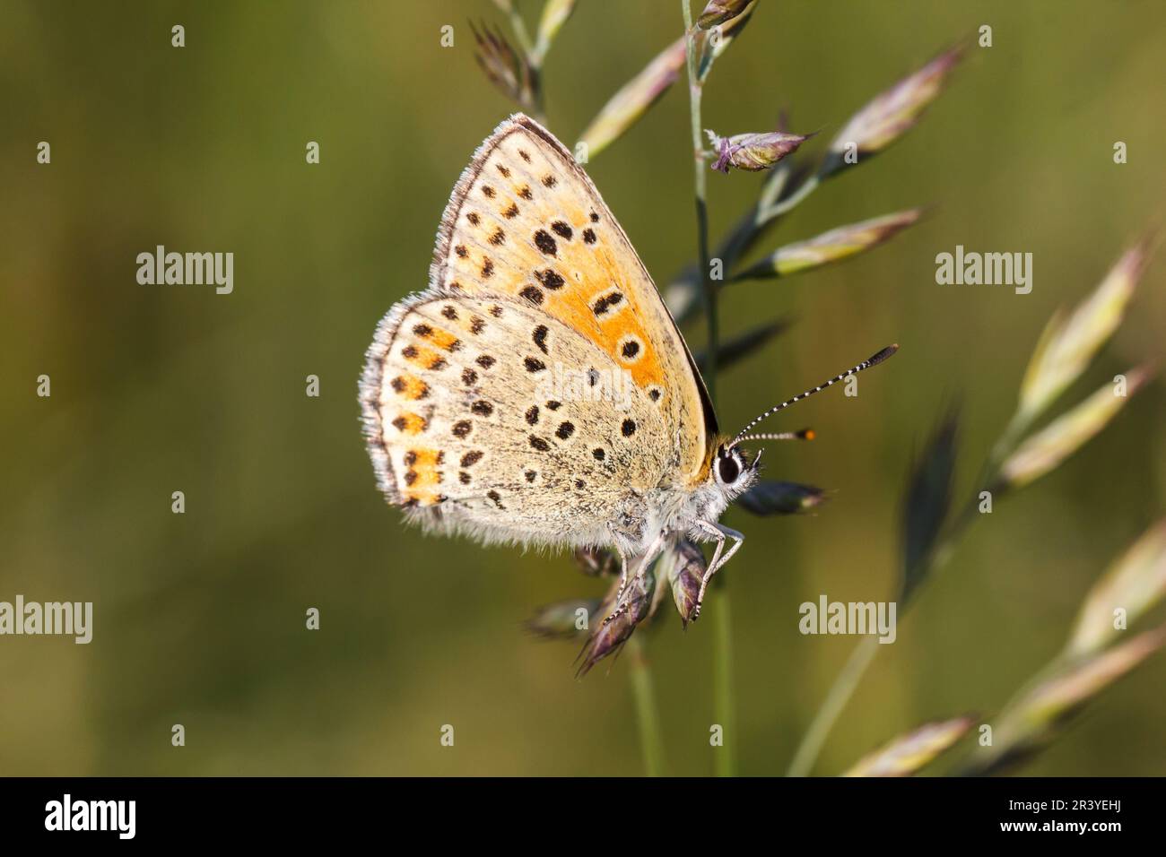 Lycaena tityrus, known as Sooty copper, Sooty copper butterfly Stock ...