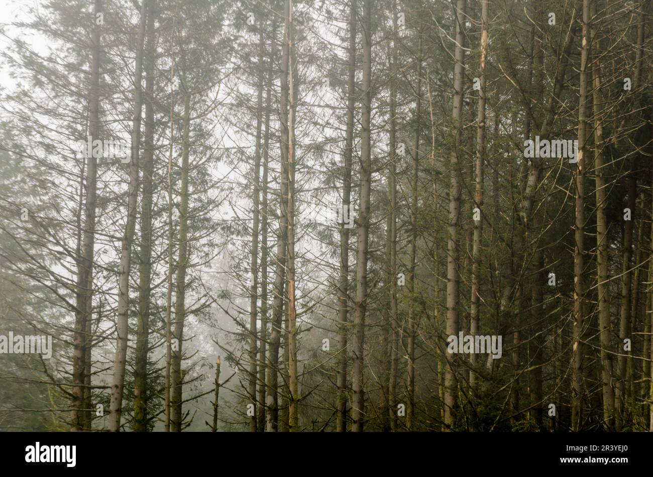 Captivating forest hi-res stock photography and images - Alamy