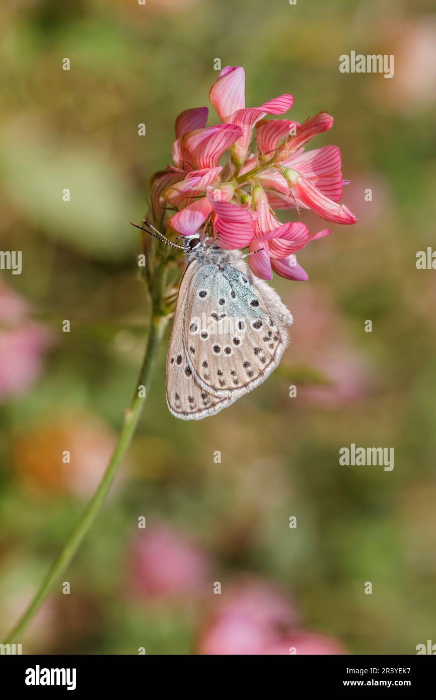 Phengaris arion (syn. Maculinea arion), known as the Large blue ...