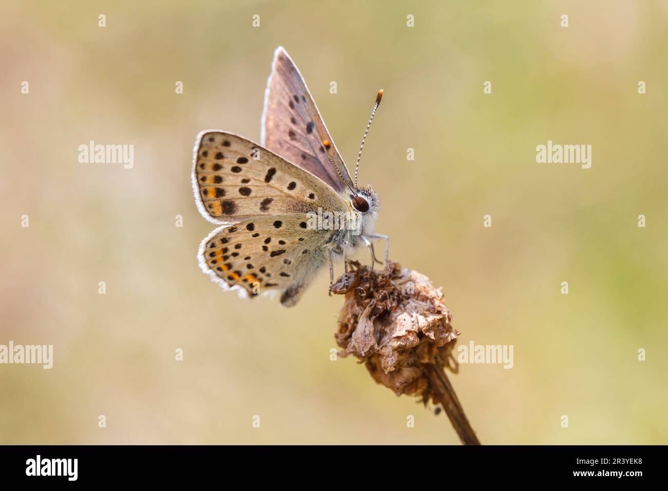 Lycaena tityrus (male), known as Sooty copper butterfly Stock Photo - Alamy