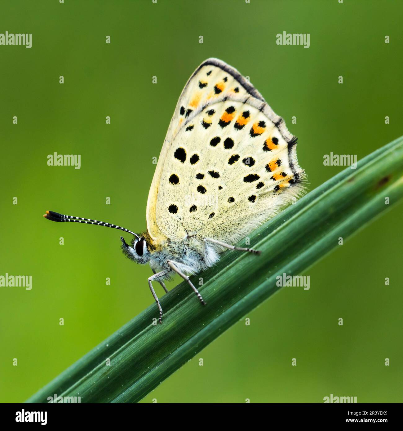 Lycaena tityrus, known as Sooty copper, Sooty copper butterfly Stock ...