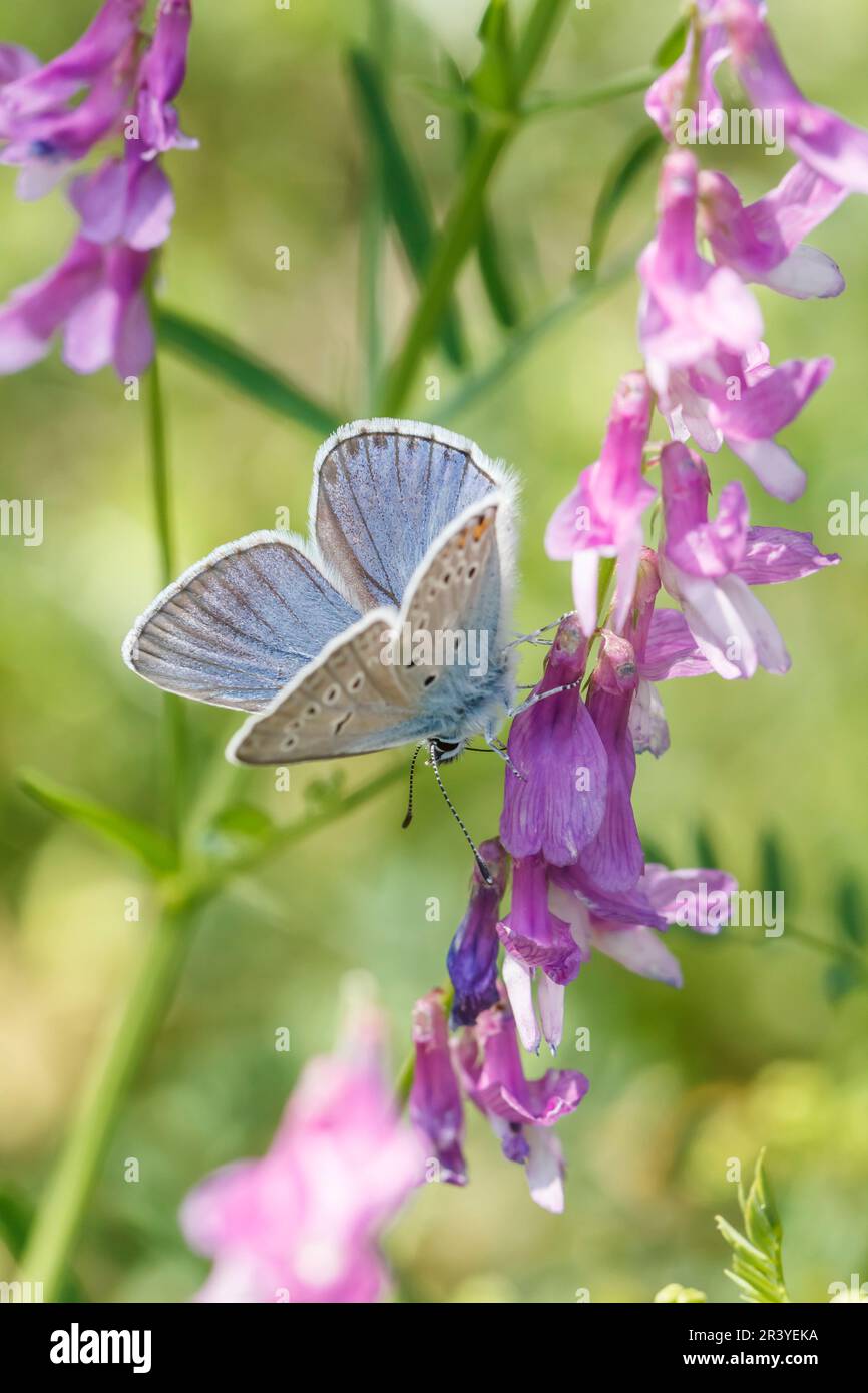 Polyommatus amandus (male), known as Amanda's blue, Turquoise blue ...