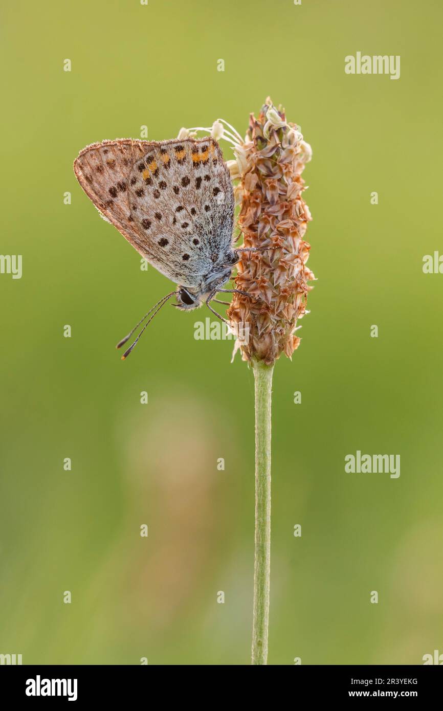 Lycaena tityrus (male), known as Sooty copper butterfly Stock Photo - Alamy