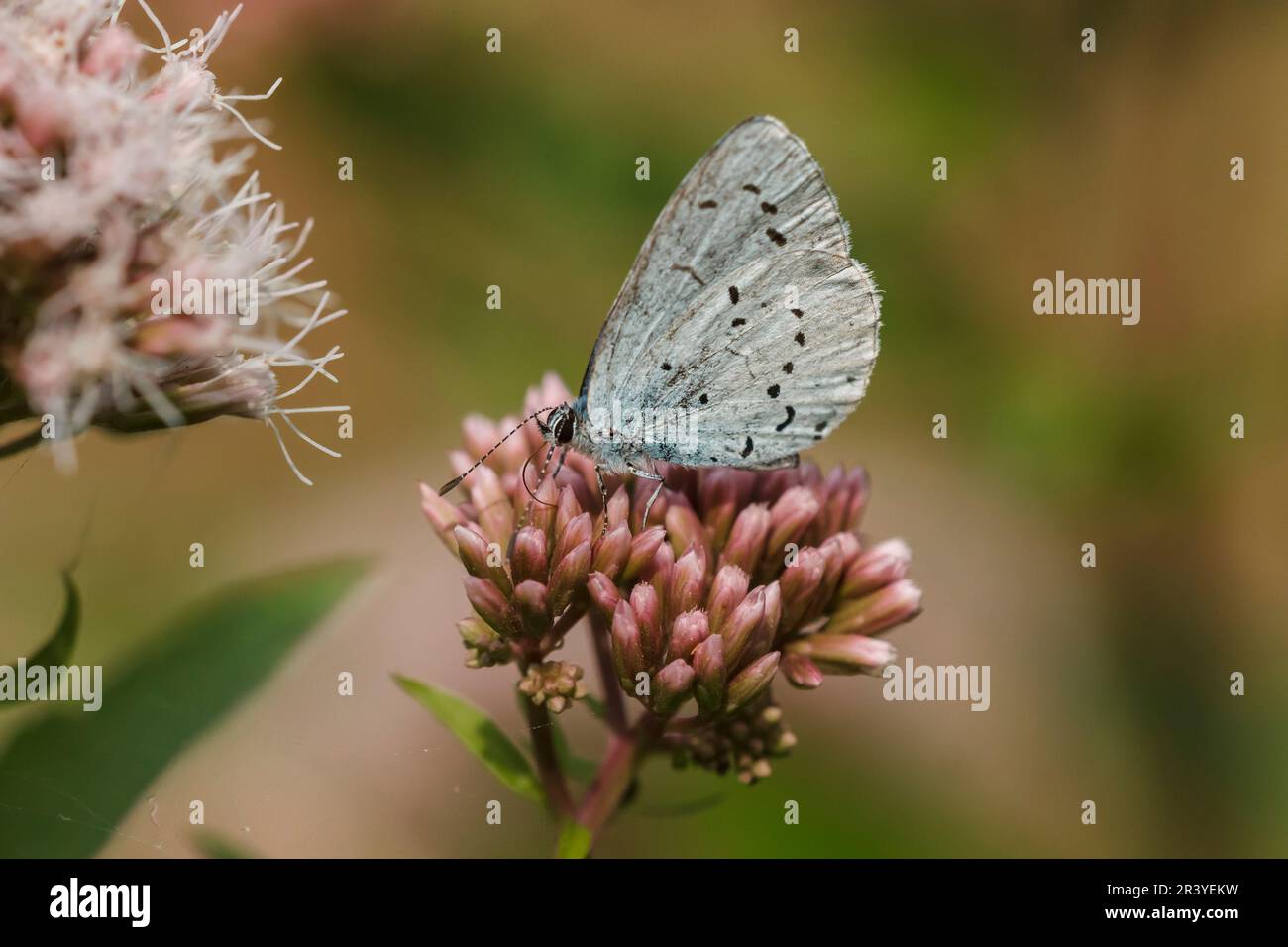 Celastrina argiolus, known as Holly blue, Holly blue butterfly, Hill ...