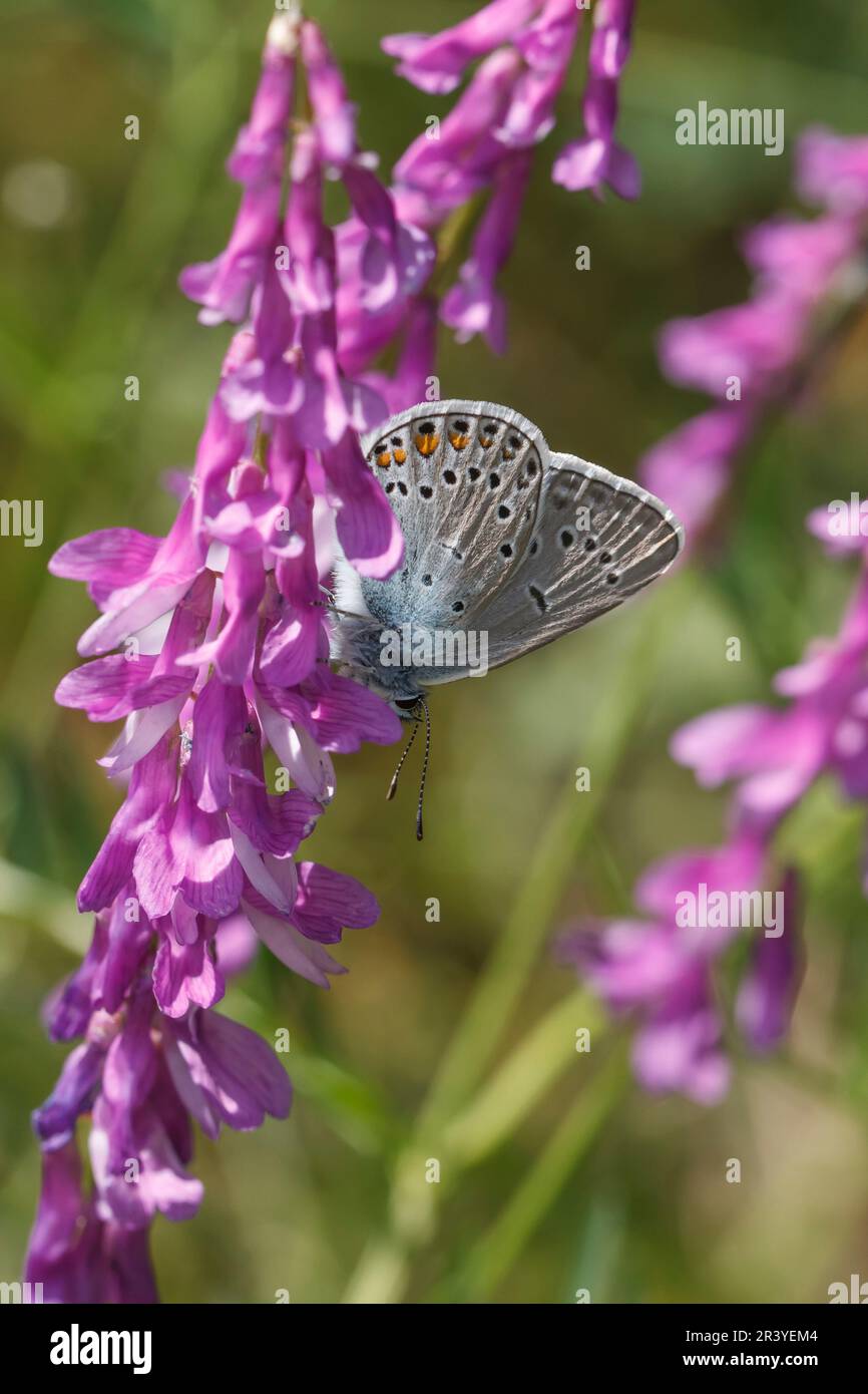 Polyommatus amandus, known as Amanda's blue, Turquoise blue, Amanda's ...