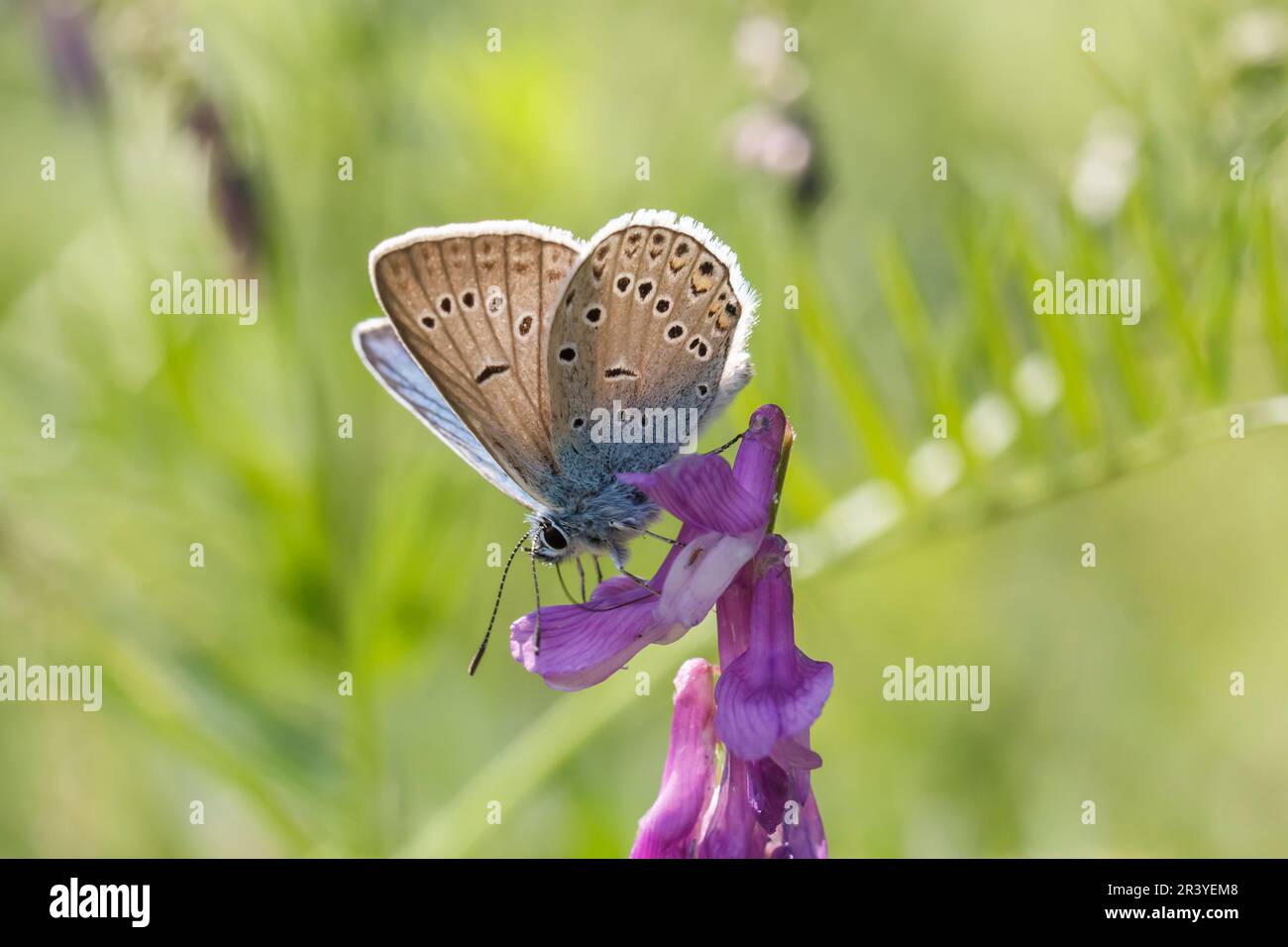 Polyommatus amandus (male), known as Amanda's blue, Turquoise blue ...