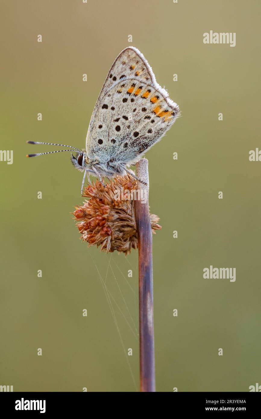 Lycaena tityrus (male), known as Sooty copper butterfly Stock Photo - Alamy