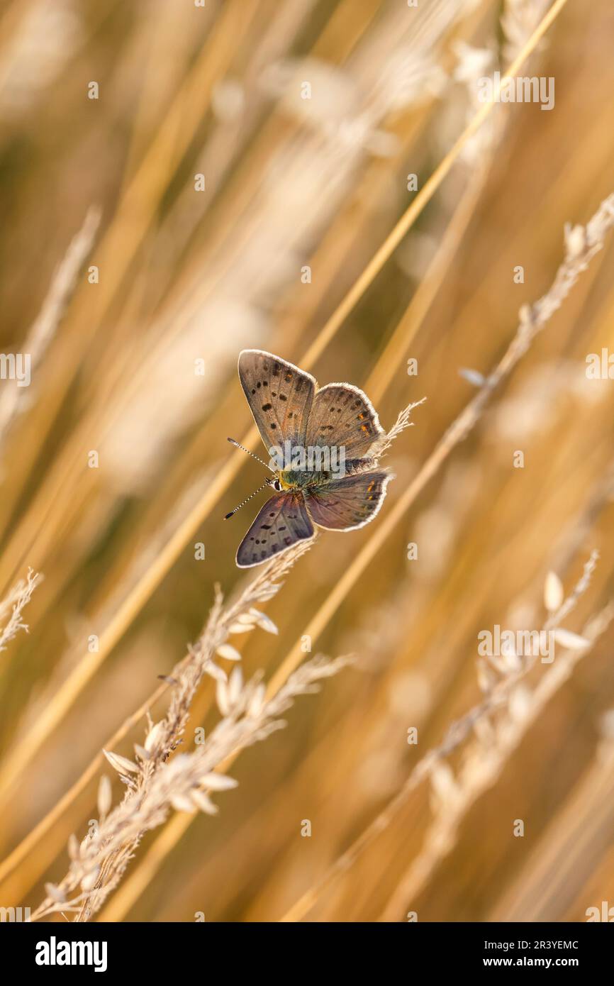 Lycaena tityrus (male), known as Sooty copper butterfly Stock Photo - Alamy
