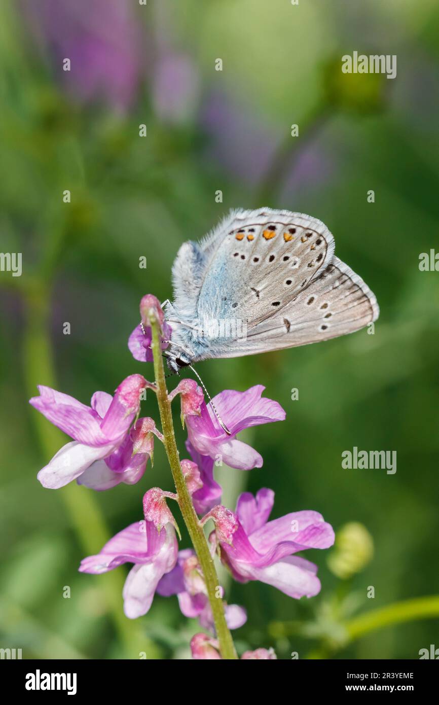 Polyommatus amandus, known as Amanda's blue, Turquoise blue, Amanda's ...