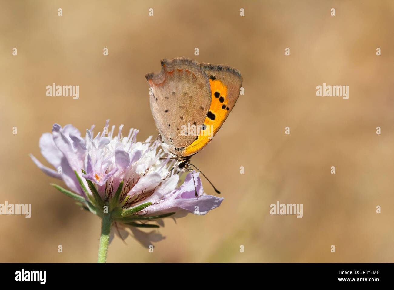 Lycaena phlaeas, known as Small copper, Common copper, American copper ...