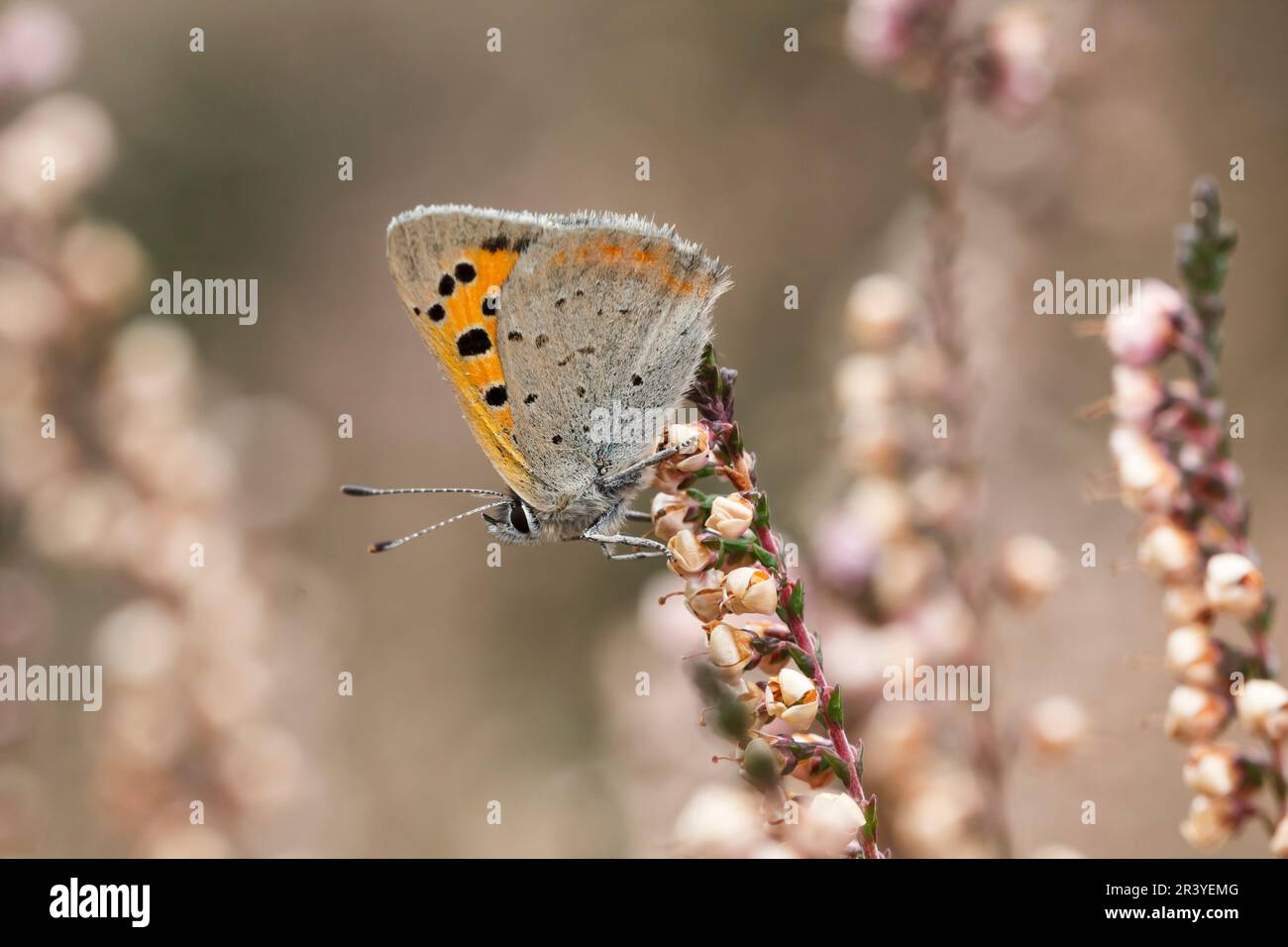Lycaena phlaeas, known as Small copper, Common copper, American copper ...