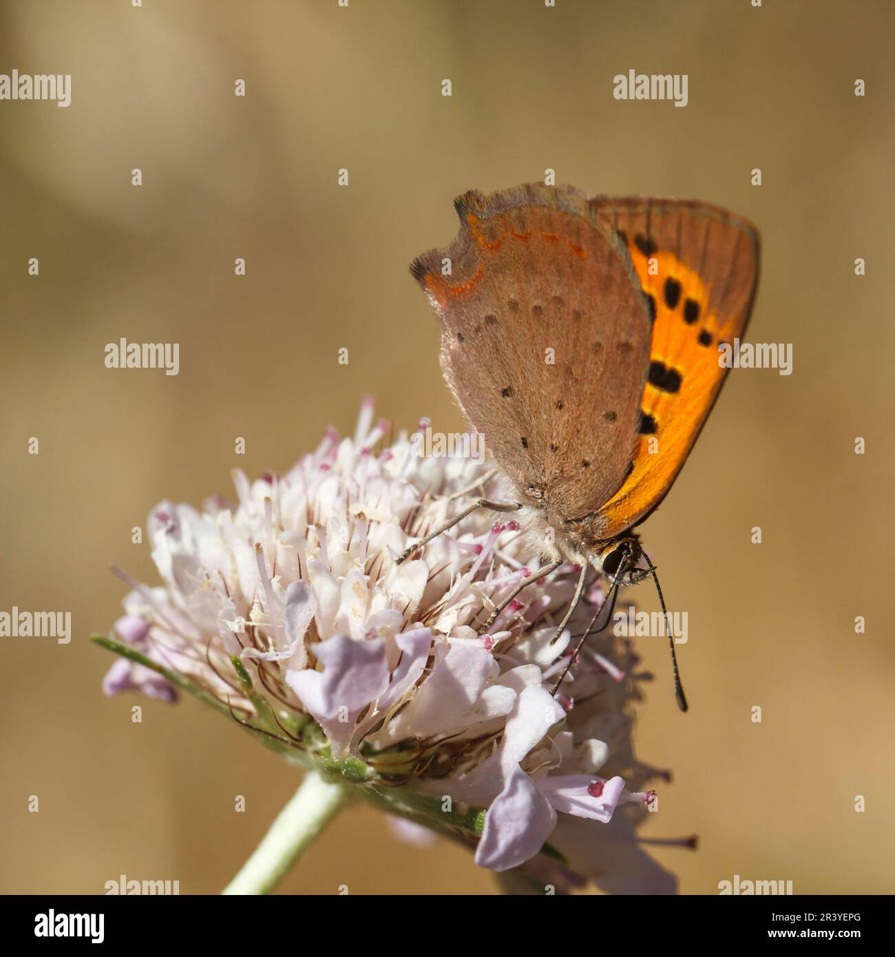 Lycaena phlaeas, known as Small copper, Common copper, American copper ...