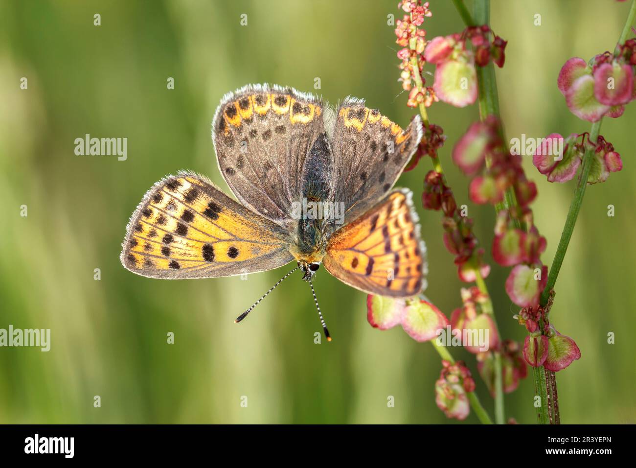 Lycaena tityrus (female), known as Sooty copper butterfly Stock Photo ...