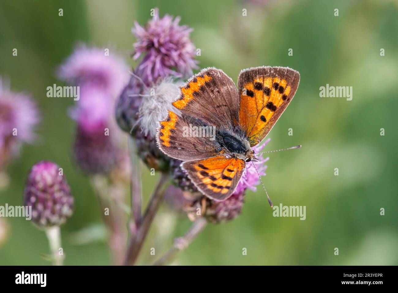 Lycaena phlaeas, known as Small copper, Common copper, American copper ...