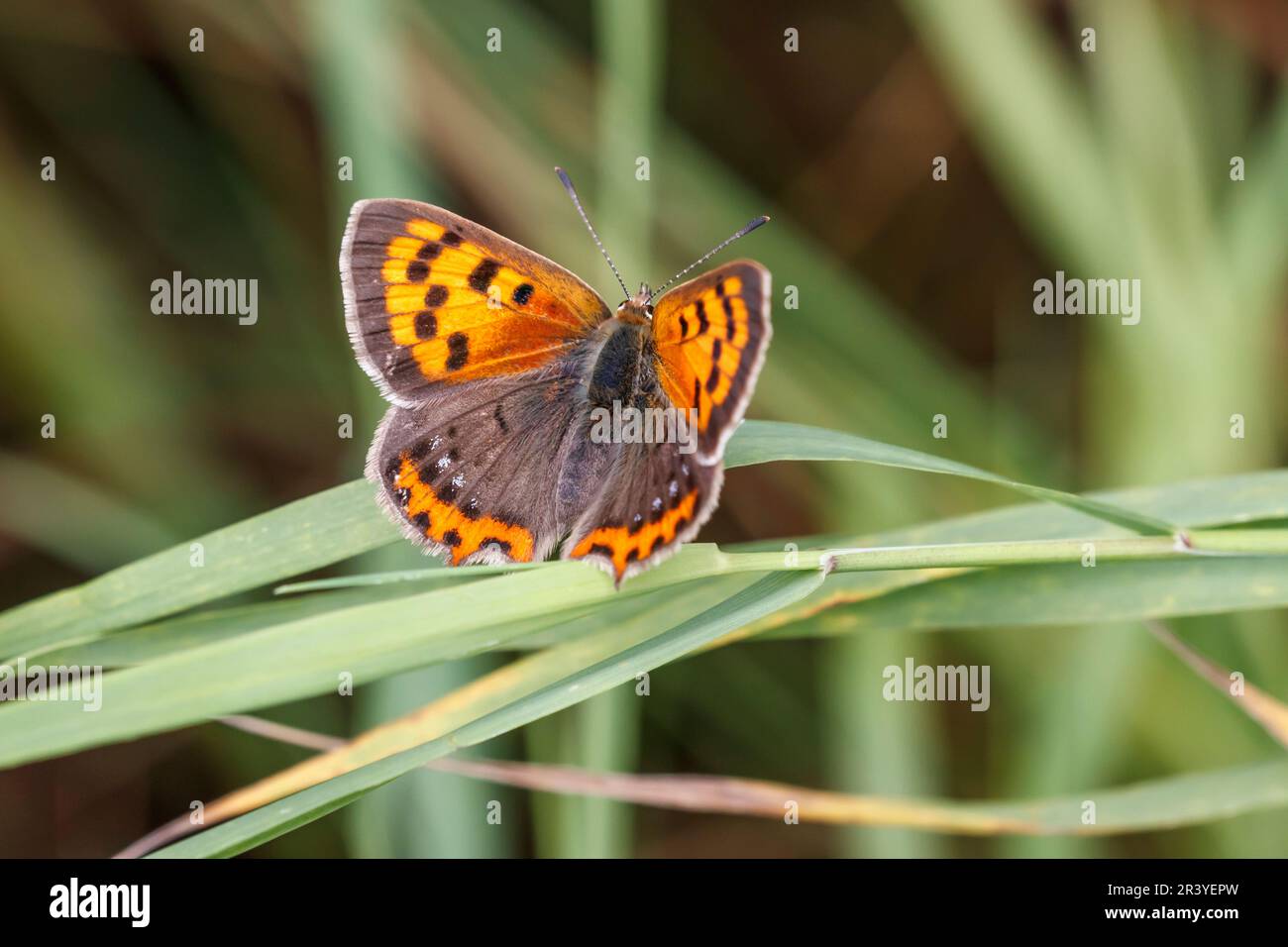 Lycaena phlaeas, known as Small copper, Common copper, American copper ...