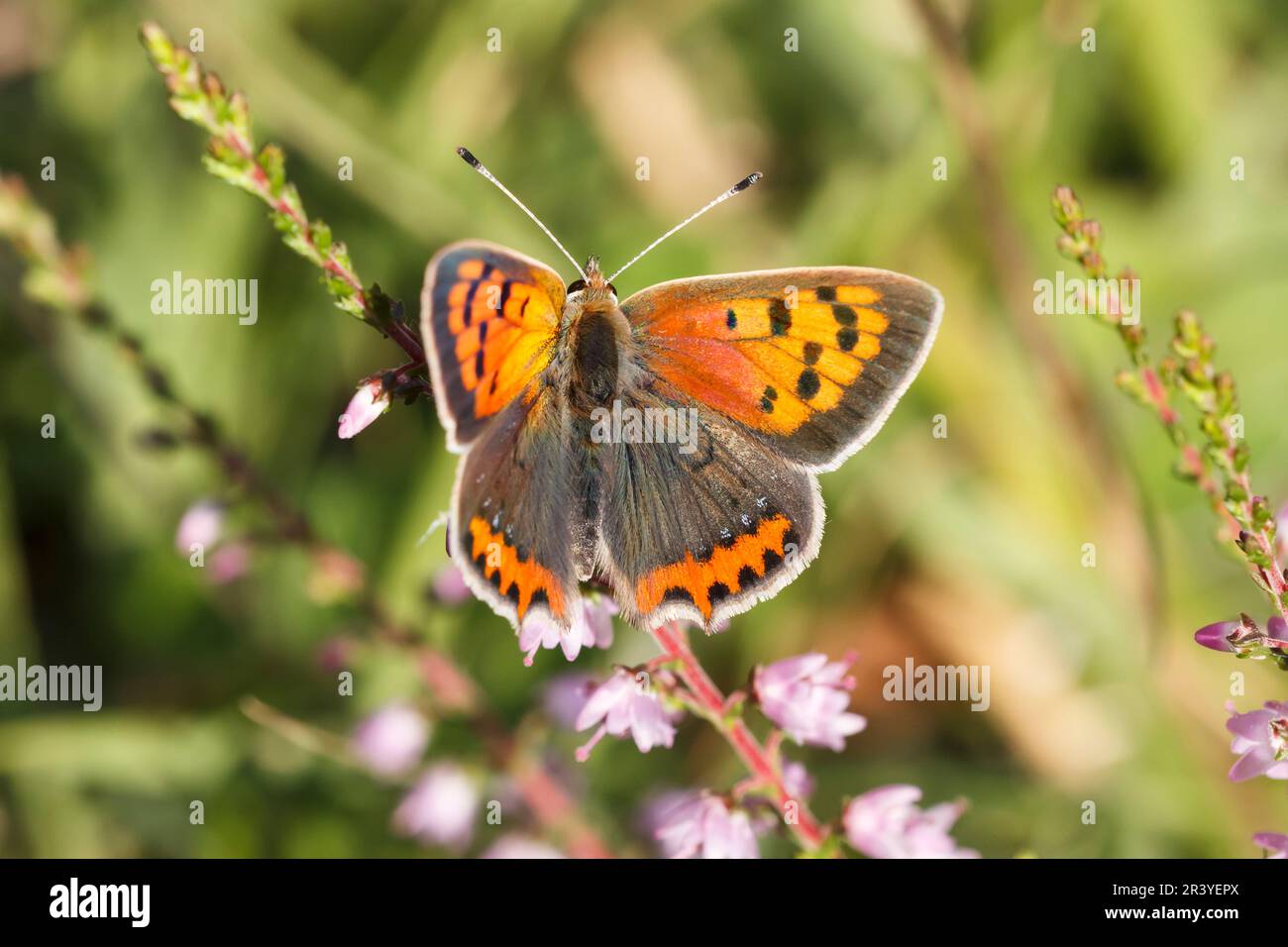 Lycaena tityrus, known as Sooty copper, Sooty copper butterfly Stock ...