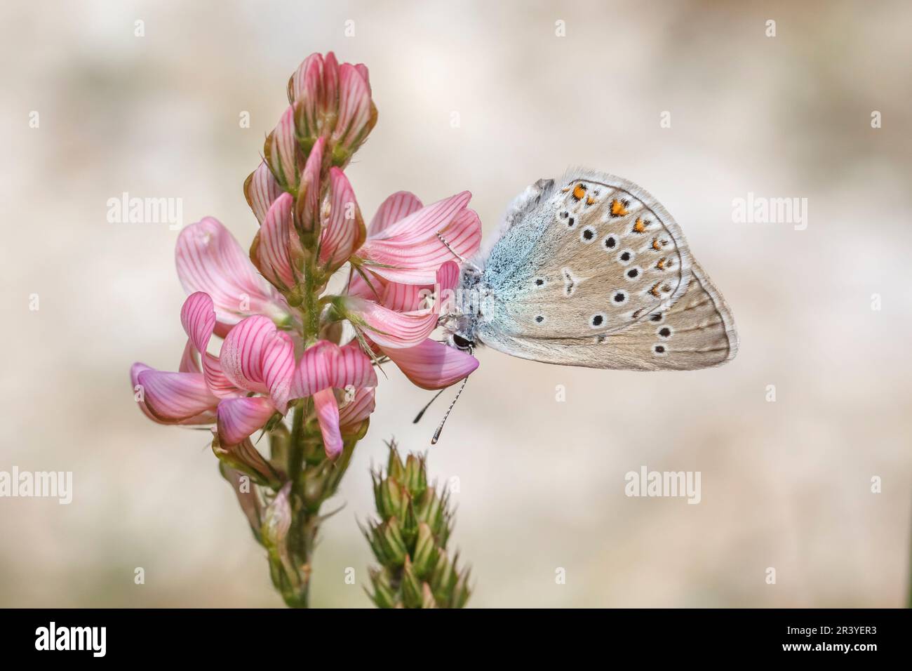 Polyommatus amandus, known as Amanda's blue, Turquoise blue, Amanda's ...