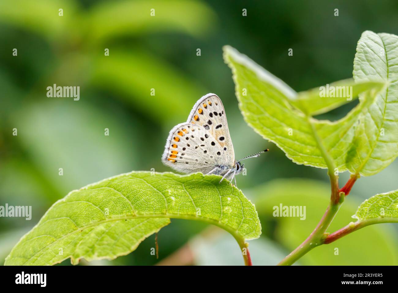 Lycaena tityrus, known as Sooty copper, Sooty copper butterfly Stock ...