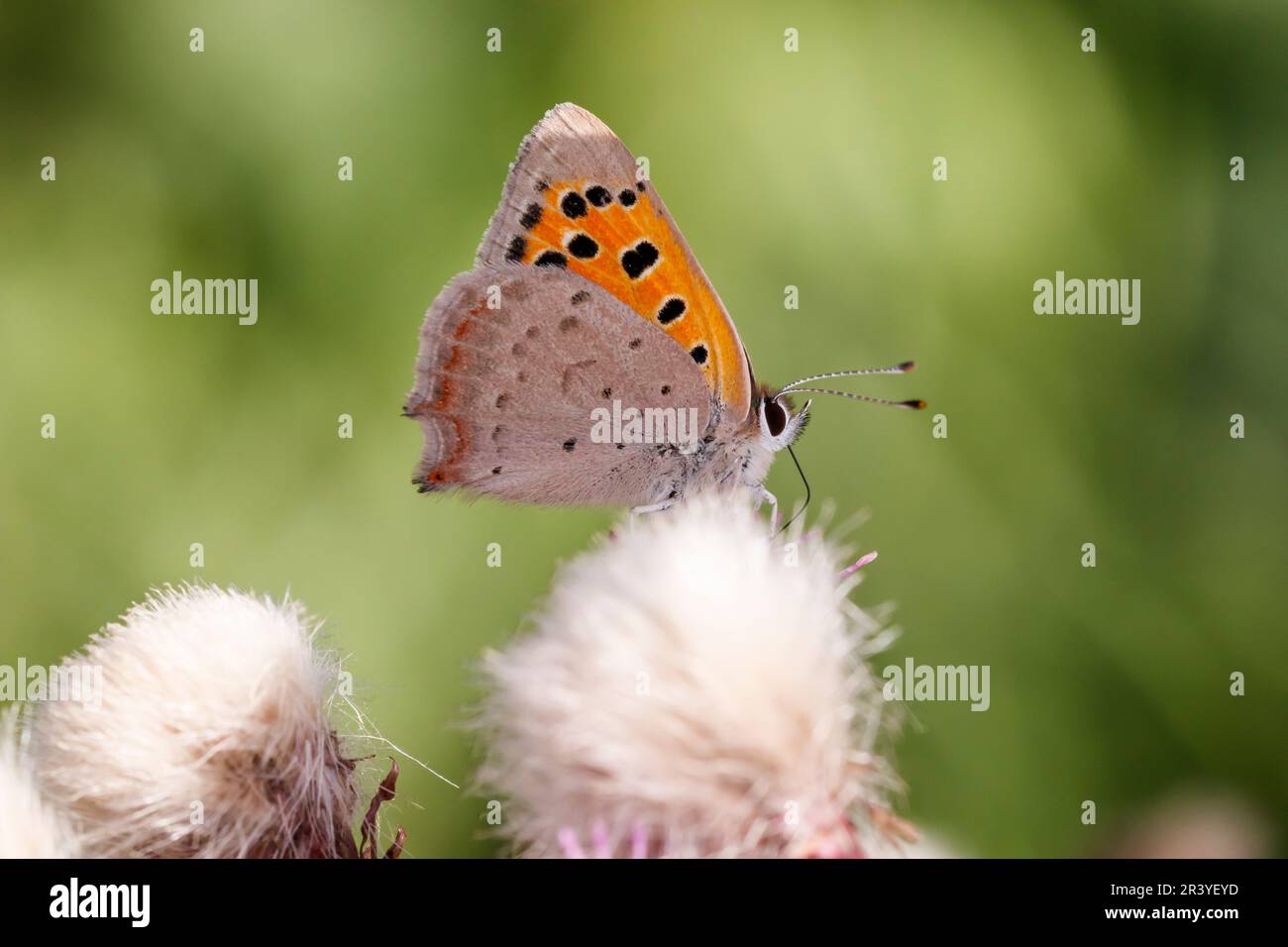 Lycaena phlaeas, known as Small copper, Common copper, American copper ...