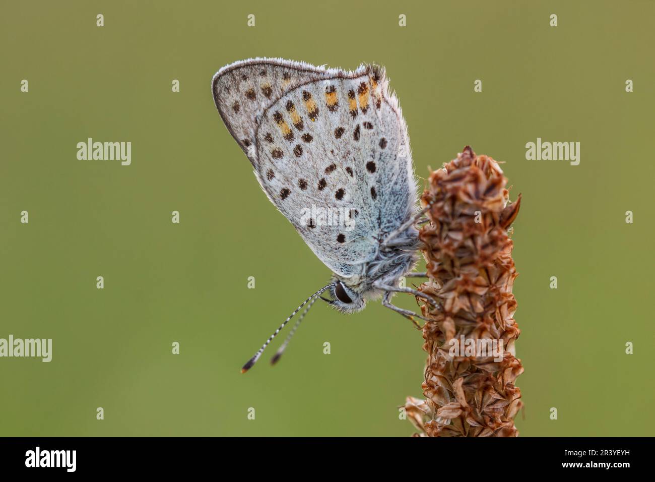 Lycaena tityrus (male), known as Sooty copper butterfly Stock Photo - Alamy