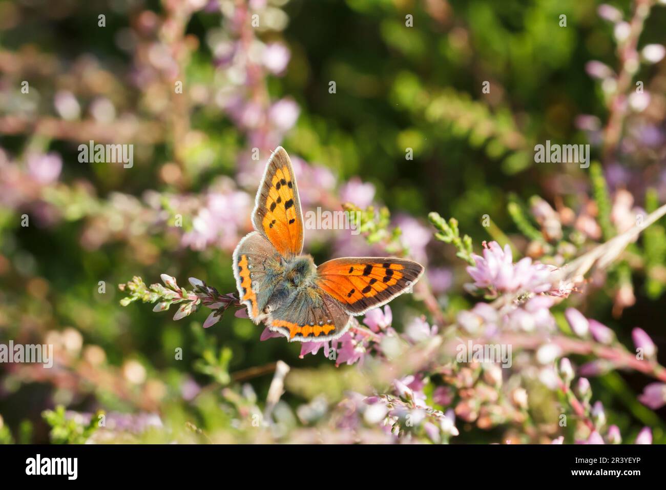 Lycaena phlaeas, known as Small copper, Common copper, American copper ...