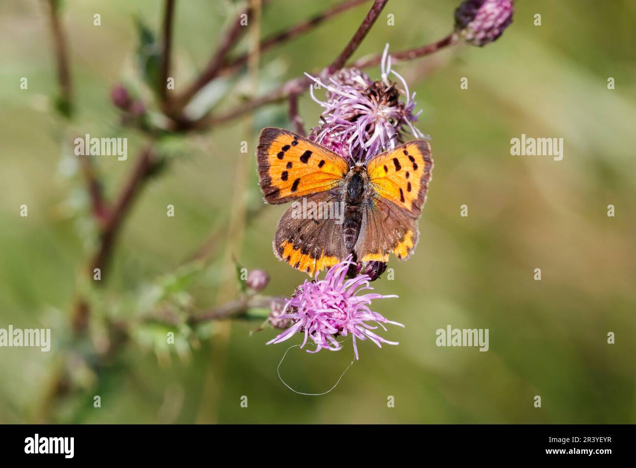 Lycaena phlaeas, known as Small copper, Common copper, American copper ...