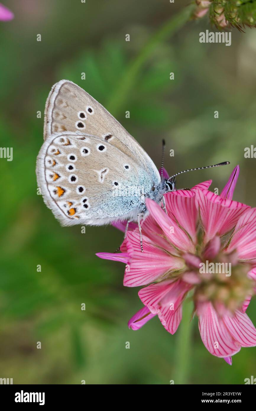Polyommatus amandus, known as Amanda's blue, Turquoise blue, Amanda's ...