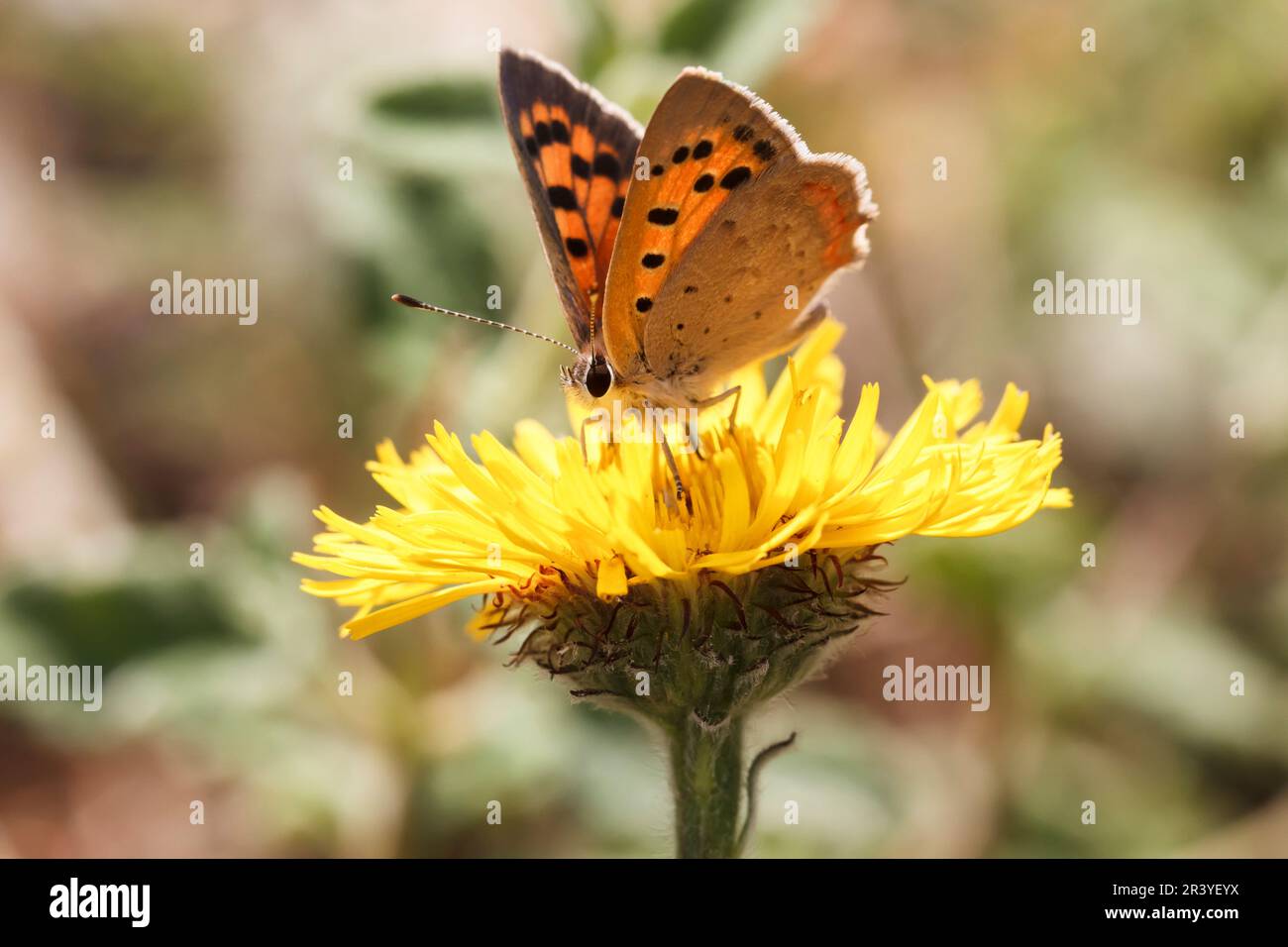 Lycaena phlaeas, known as Small copper, Common copper, American copper ...