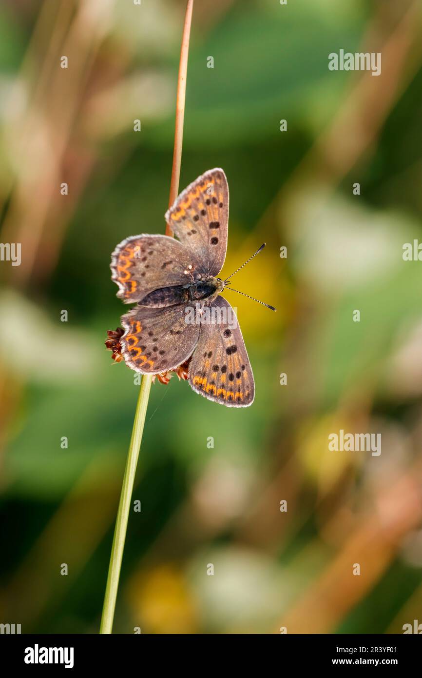 Lycaena tityrus, known as Sooty copper, Sooty copper butterfly Stock ...